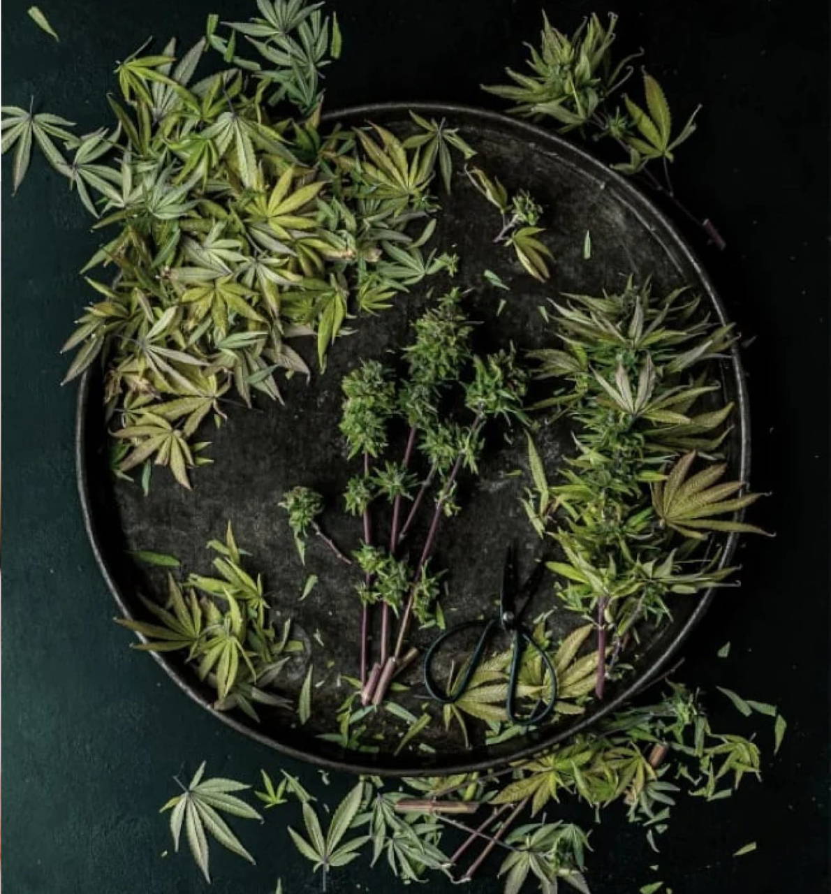 Useful Information – Alpha Leaf